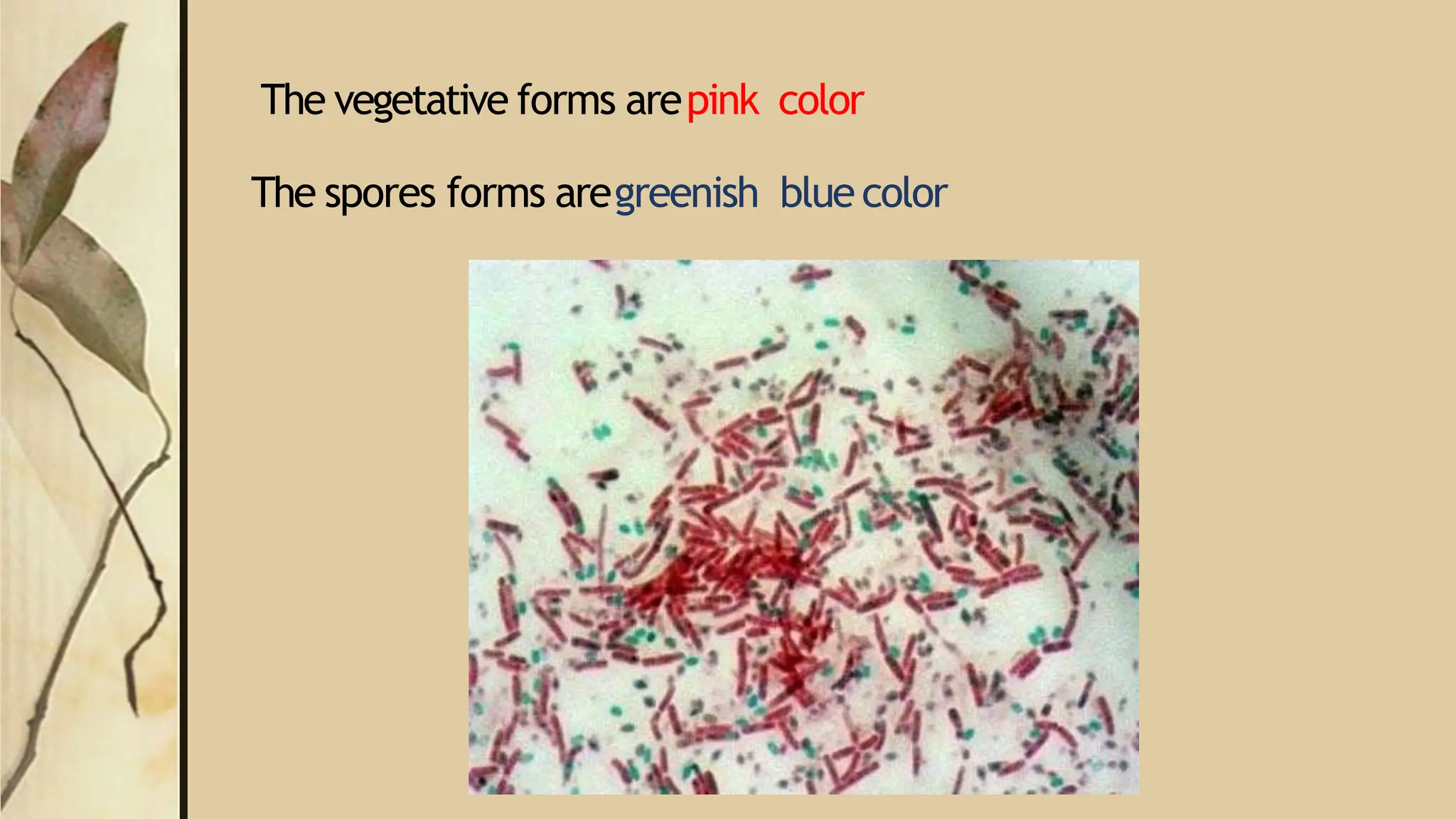 bacterial staining.pptx