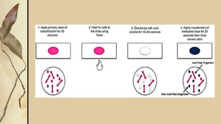 bacterial staining.pptx | Chemistry | Science