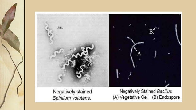 bacterial staining.pptx