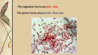 bacterial staining.pptx | Chemistry | Science