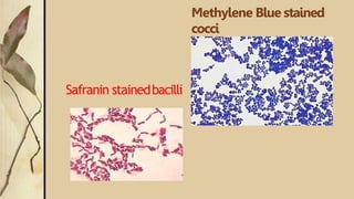 bacterial staining.pptx