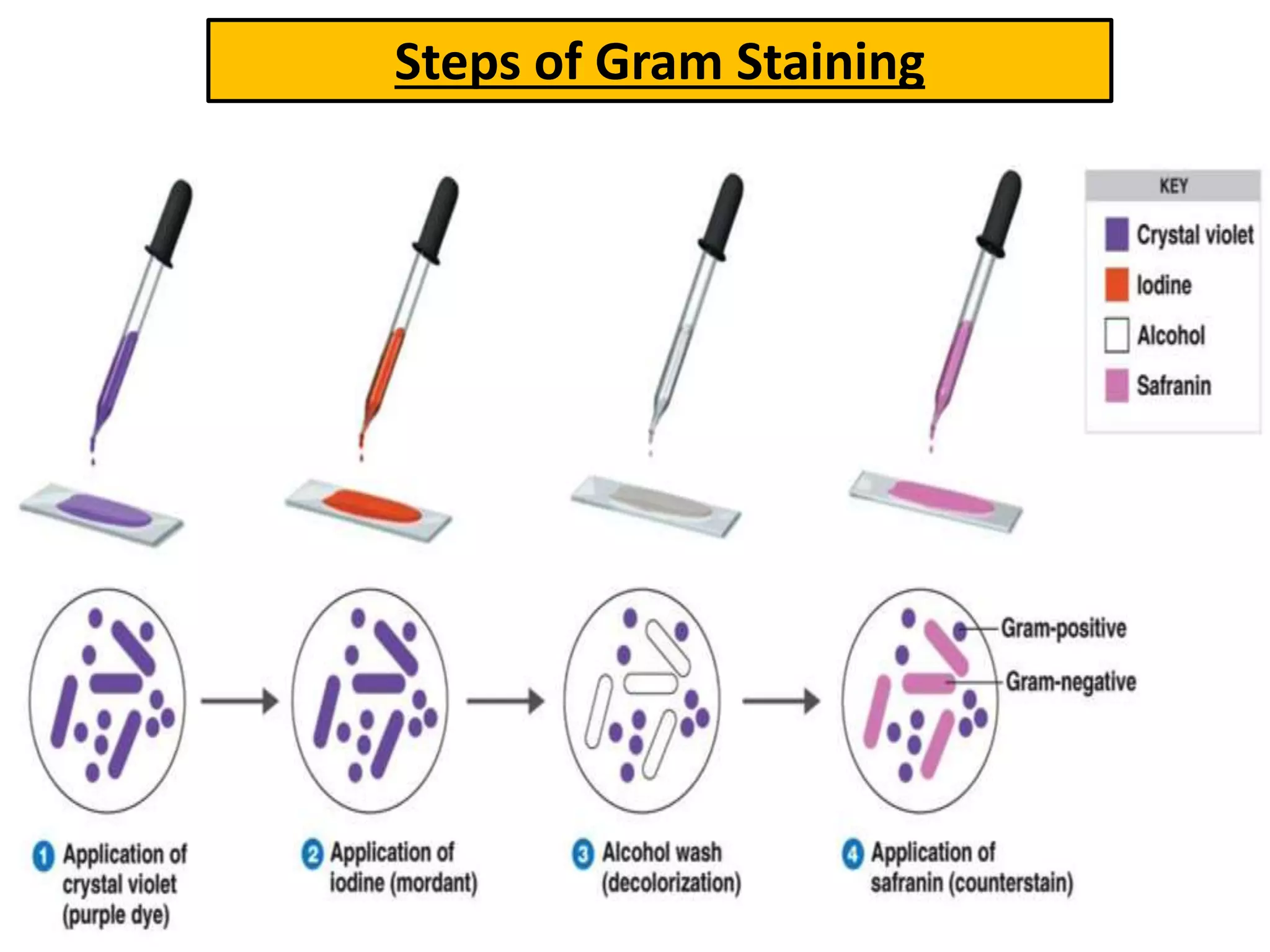 Bacterial Staining Techniques | PPTX
