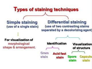 Bacterial Staining Techniques | PPTX