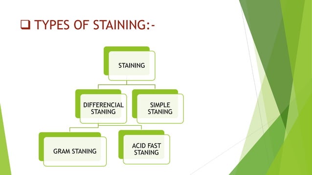 Bacterial staning by LALIT DHAKAR | PPT