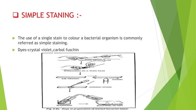 Bacterial staning by LALIT DHAKAR | PPT