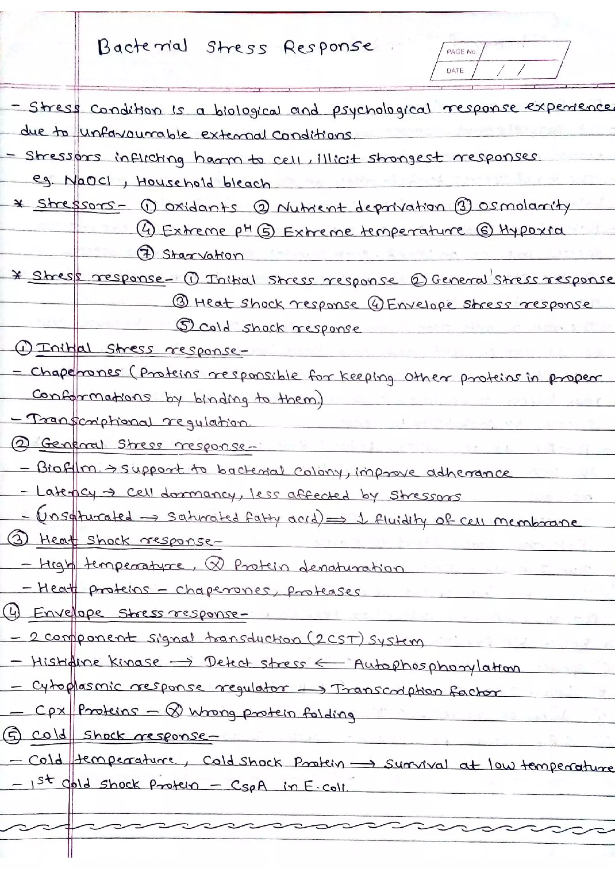 Bacterial Stress Response | PDF
