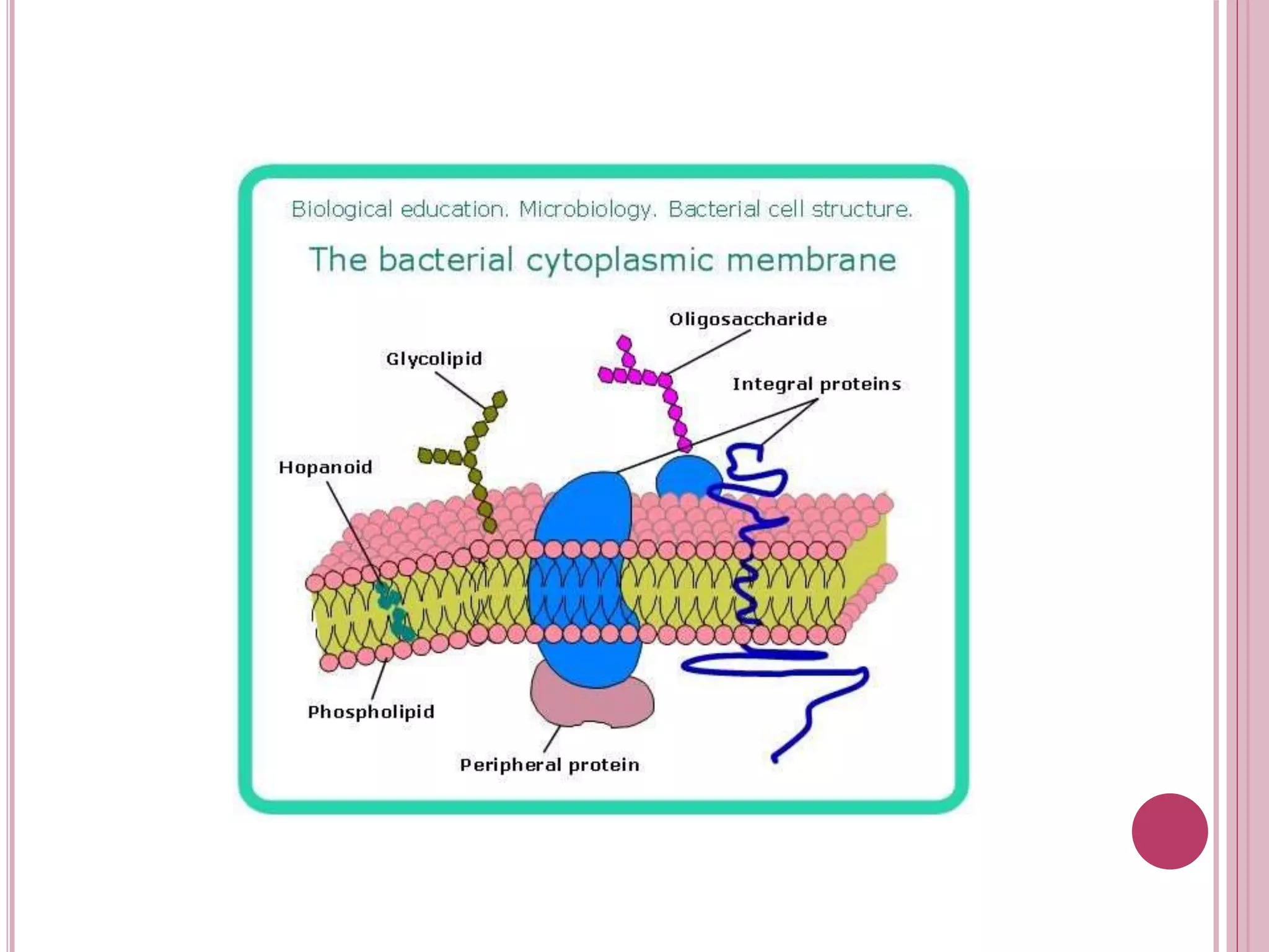 Bacterial structure | PPT