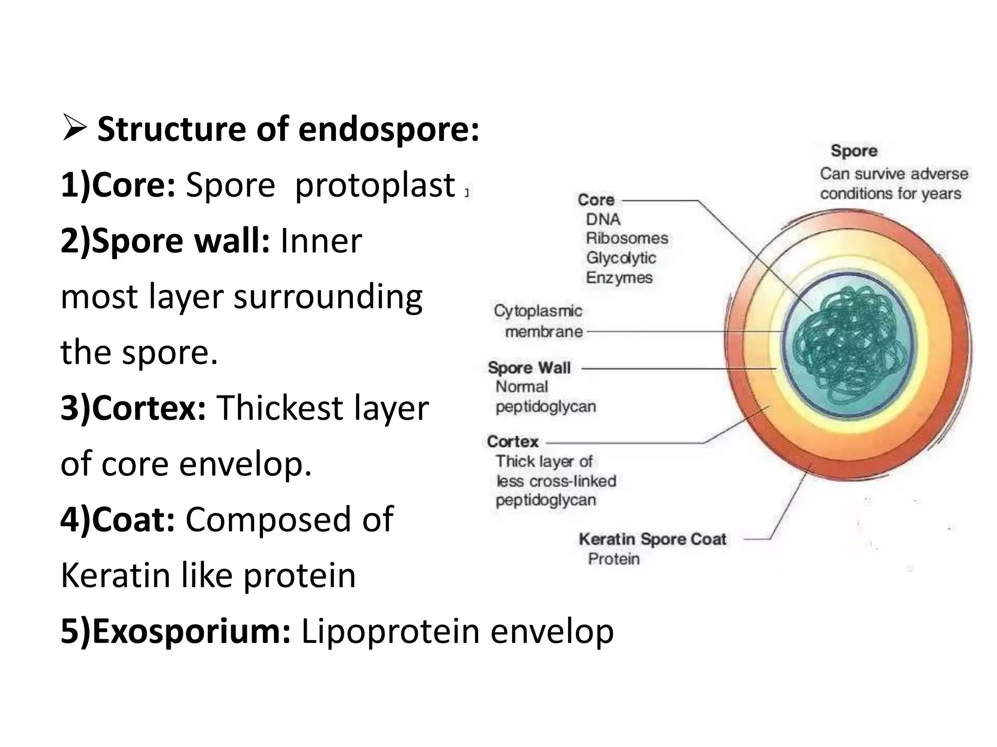 Bacterial structure.pptx