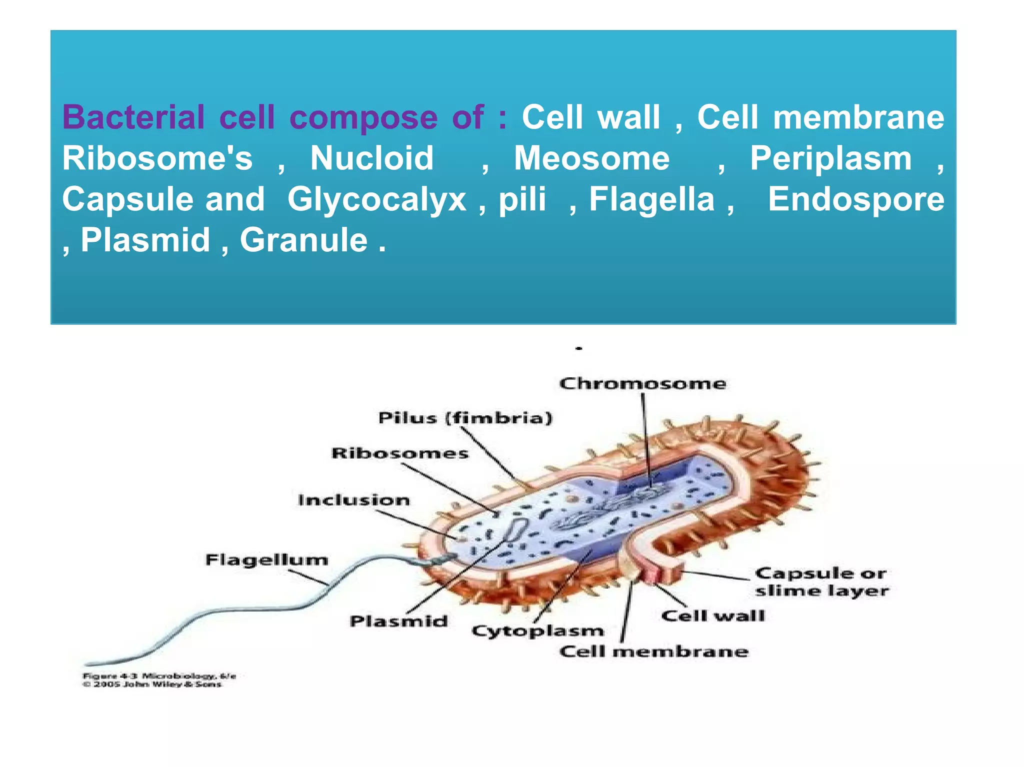 Bacterial structure | PDF
