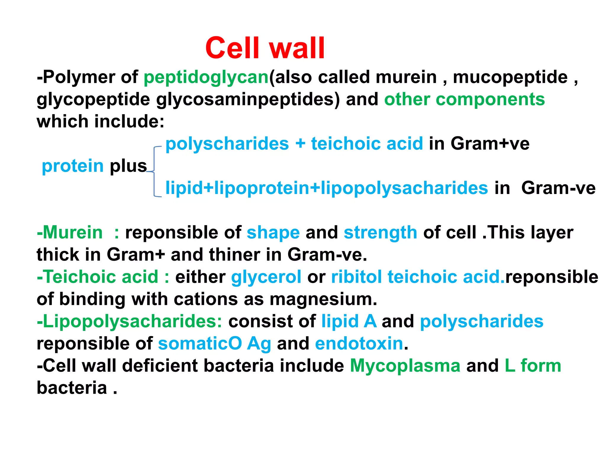 Bacterial structure | PDF