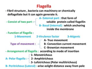 Bacterial structure | PDF