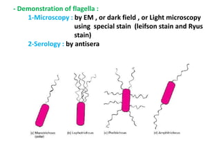 Bacterial structure | PPT