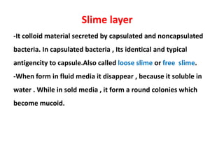 Bacterial structure | PPT