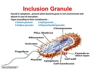 Bacterial structure | PDF