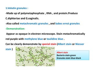 Bacterial structure | PDF
