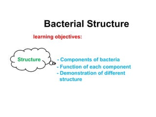 Bacterial structure | PPT