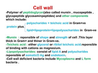 Bacterial structure | PPT