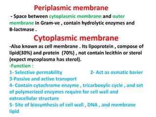 Bacterial structure | PDF