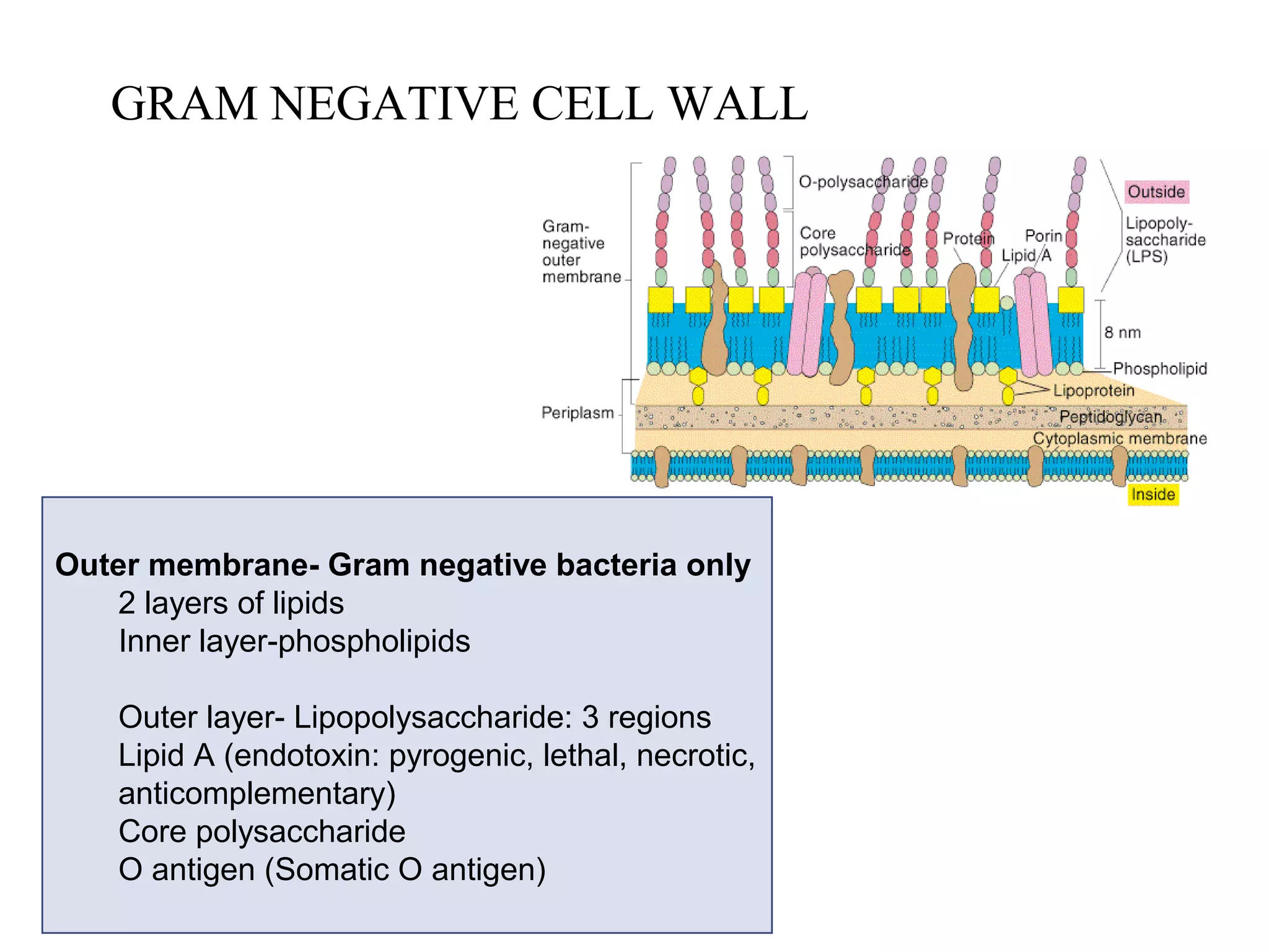 Bacterial structure and growth | PPT
