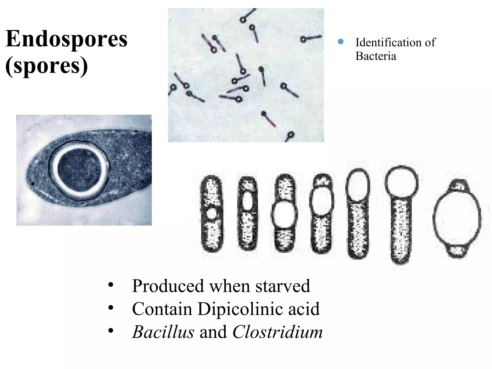Bacterial structure and growth | PPT