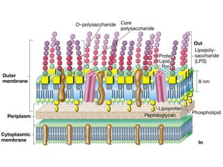 Bacterial structure and growth | PPT