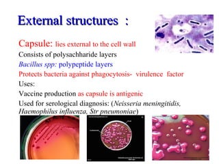 Bacterial structure and growth | PPT