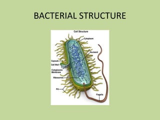 Bacterial structure and morphology by Dr. Shireen Rafiq (RMC) | PPT