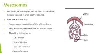 Bacterial Structure (Microbiology ).pptx