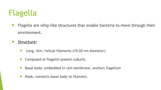 Bacterial Structure (Microbiology ).pptx