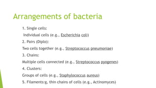 Bacterial Structure (Microbiology ).pptx