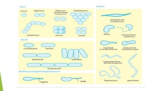 Bacterial Structure (Microbiology ).pptx