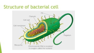 Bacterial Structure (Microbiology ).pptx