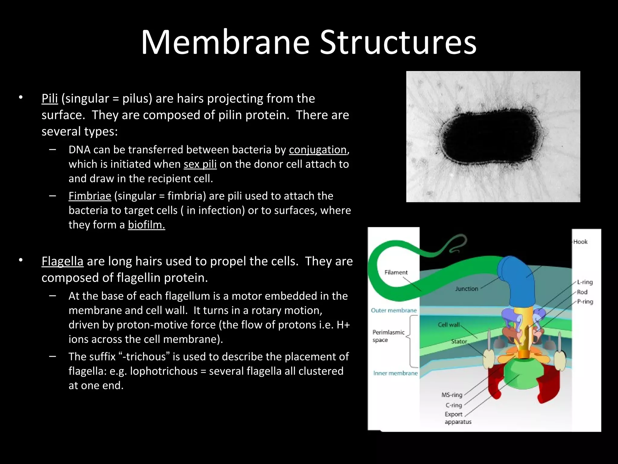 Bacterial structures | PPT