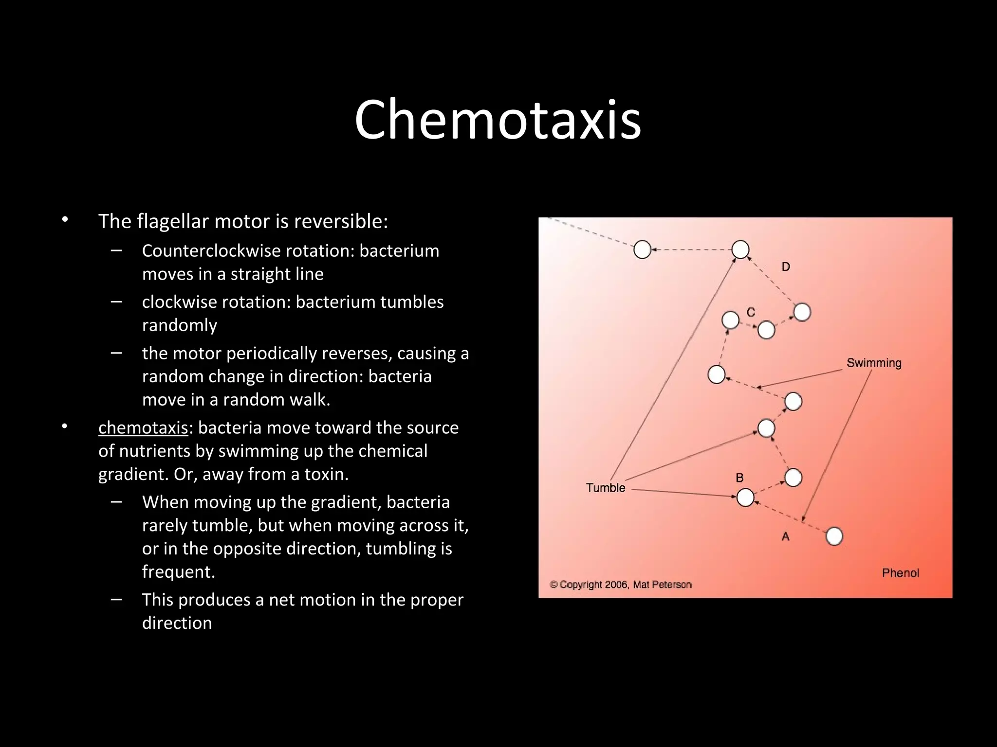 Bacterial structures | PPT