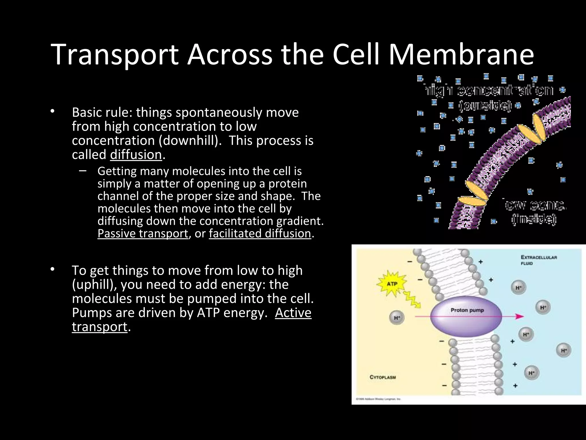 Bacterial structures | PPT