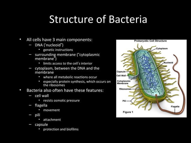 Bacterial structures | PPT
