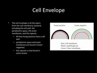 Bacterial structures | PPT