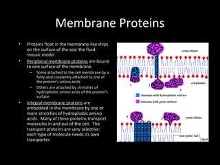 Bacterial structures | PPT