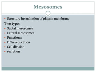 Bacterial structures and their functions | PPTX