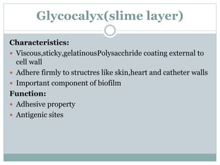 Bacterial structures and their functions | PPTX