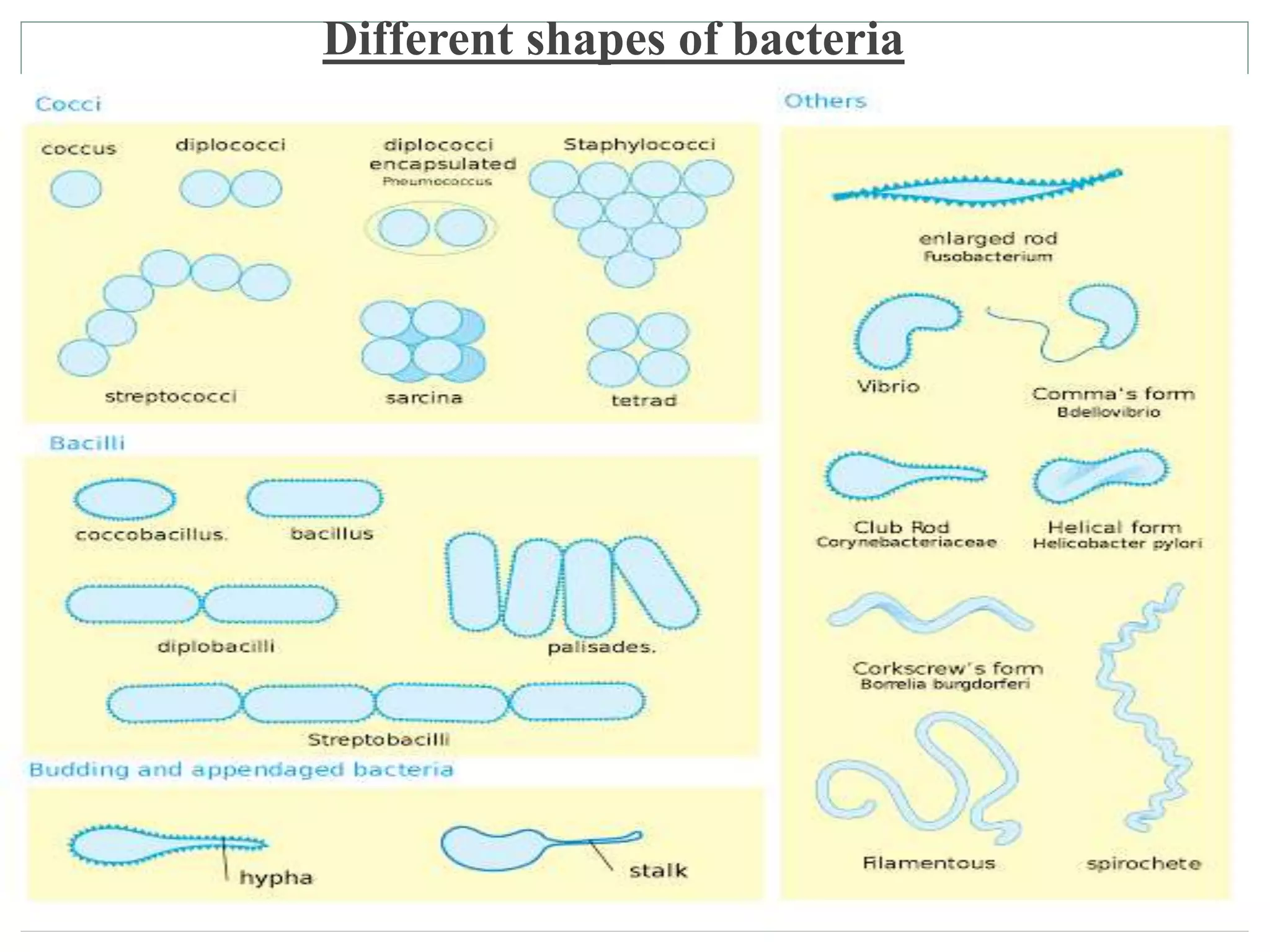 Bacterial Structurte and Morphology.pptx