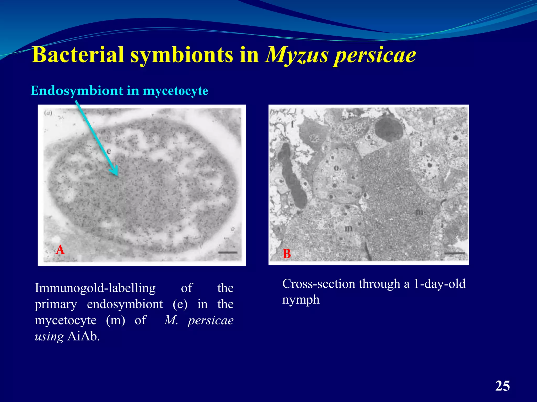Bacterial symbionts in vector and its role in plant virus transmission ...