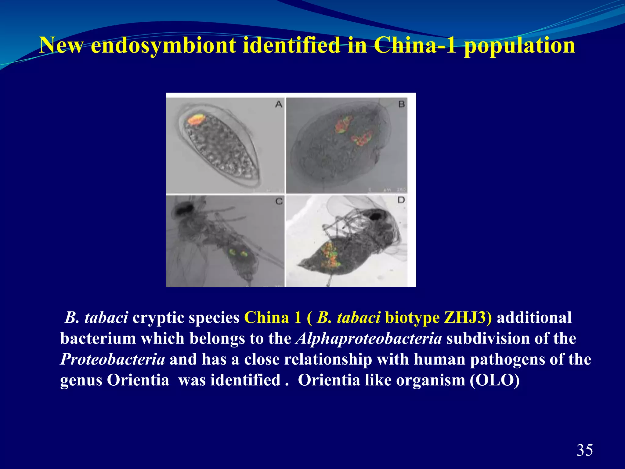 Bacterial symbionts in vector and its role in plant virus transmission ...