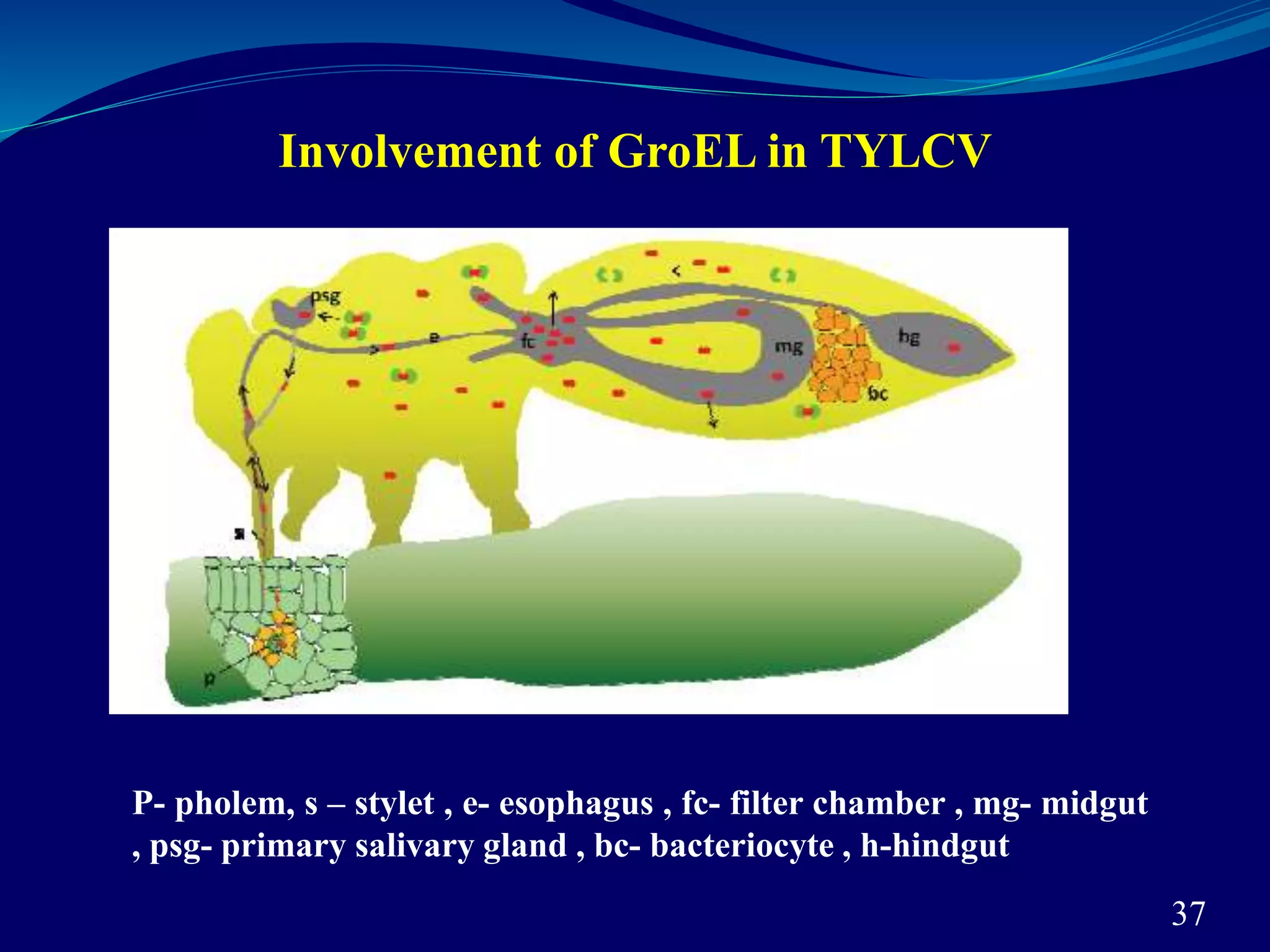 Bacterial symbionts in vector and its role in plant virus transmission ...