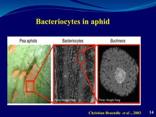 Bacterial symbionts in vector and its role in plant virus transmission ...