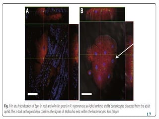 Bacterial symbionts in vector and its role in plant virus transmission ...