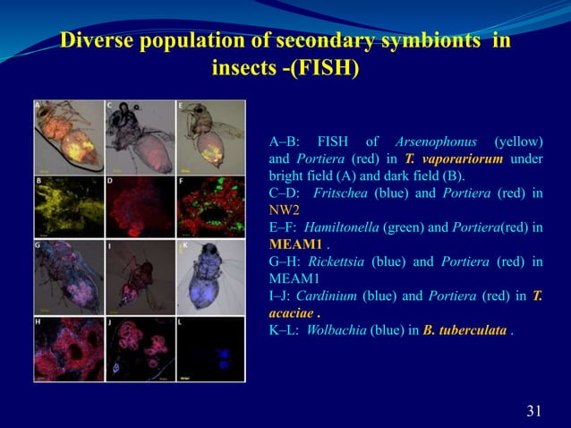 Bacterial symbionts in vector and its role in plant virus transmission ...