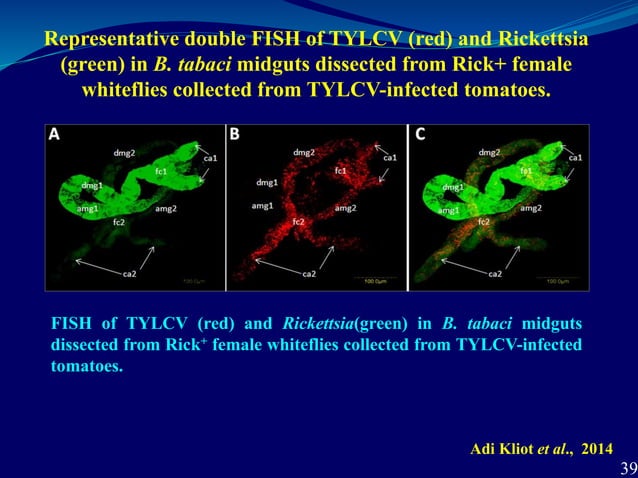 Bacterial symbionts in vector and its role in plant virus transmission ...