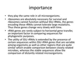 bacterial systematics in the diversity of bacteria | PPTX