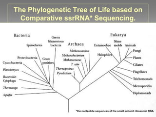 Bacterial taxonomy | PDF